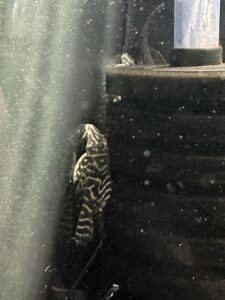 L129 Colombian Zebra Pleco Care Guide