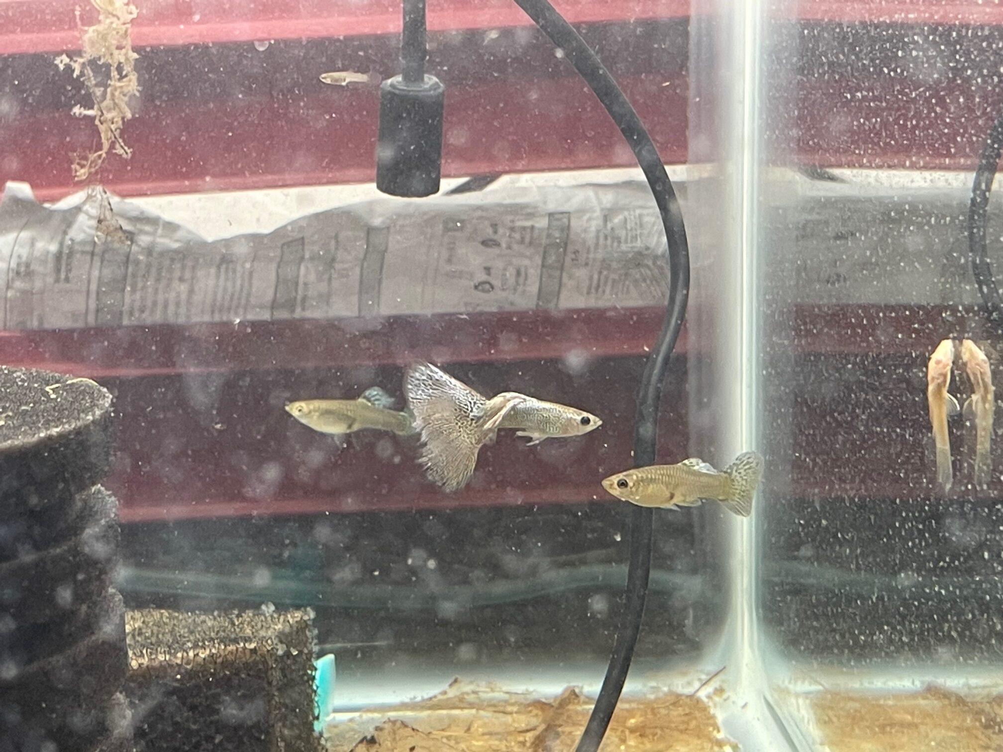 Guppy videos and the story behind them